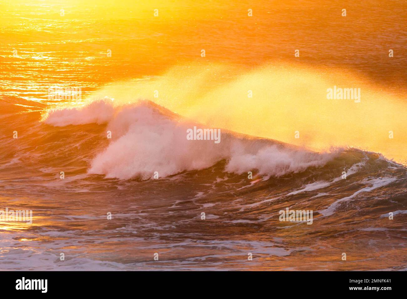 Large wave backlit, breaking in golden evening light on open sea off ...