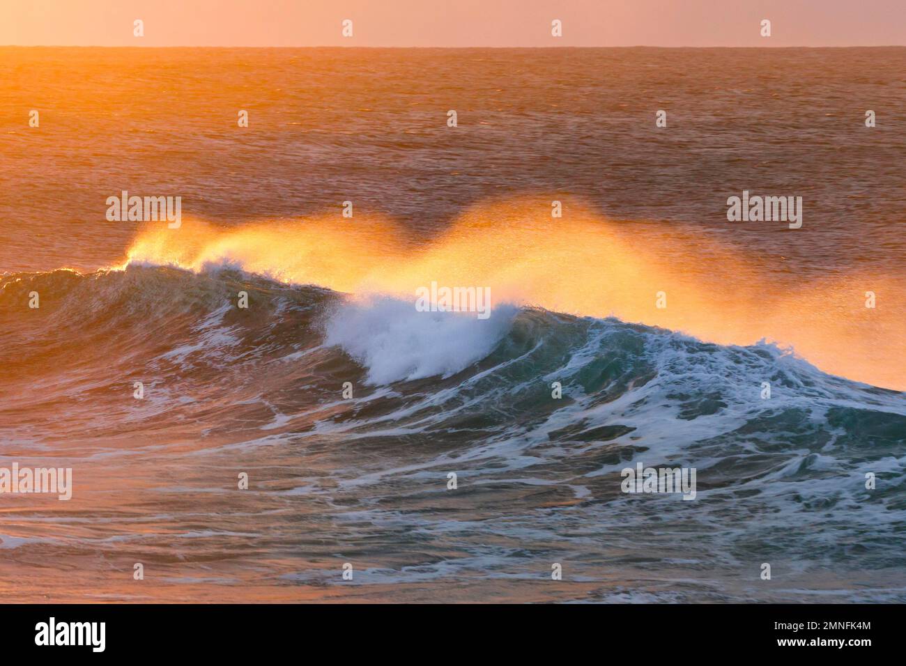 Large wave backlit, breaking in golden evening light on open sea off ...