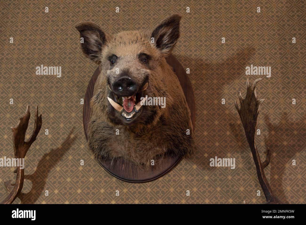 Stuffed wild boar's head, Letzlingen Hunting Lodge, the only ...