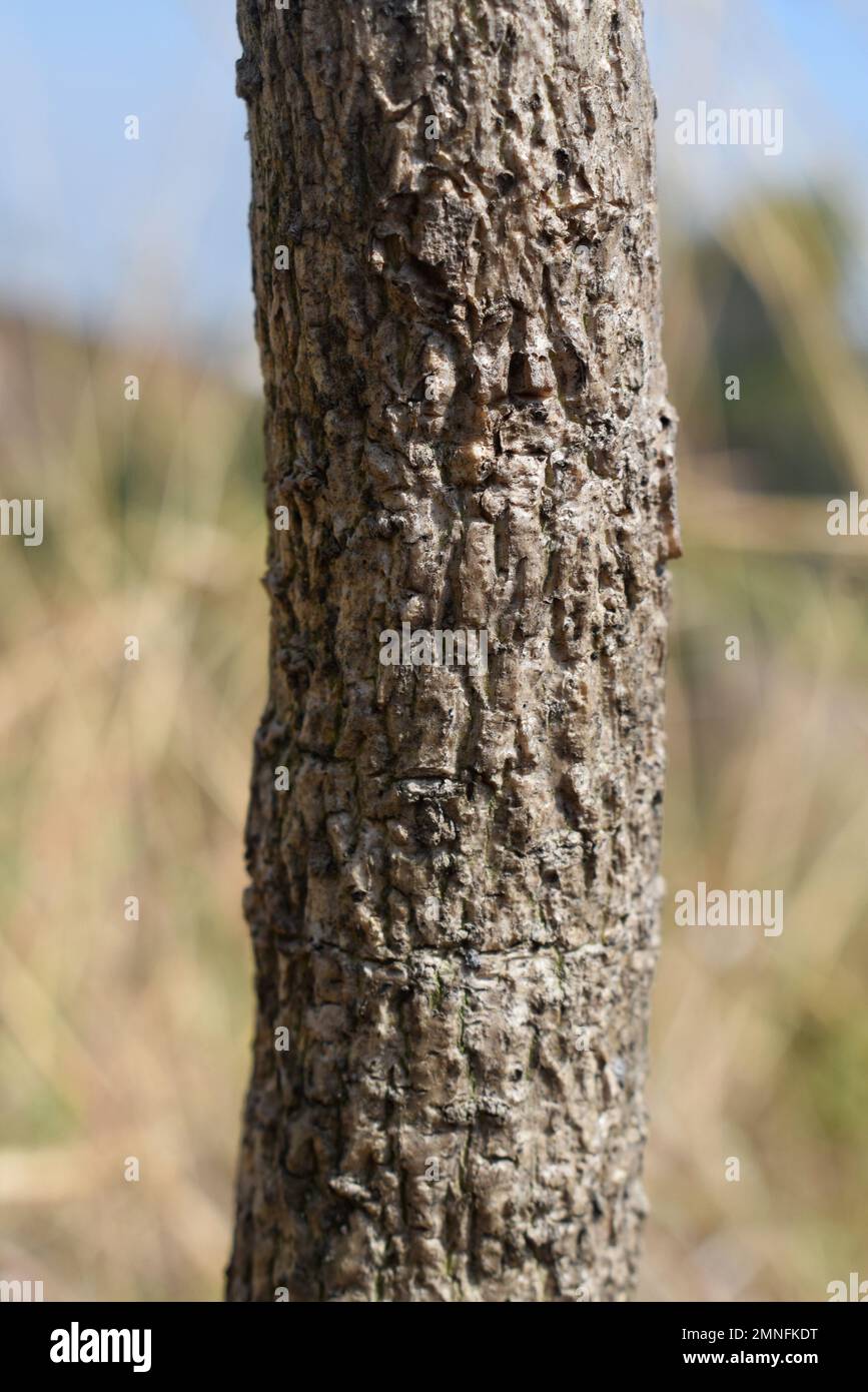 Upright tree trunks in the field during the day Stock Photo - Alamy