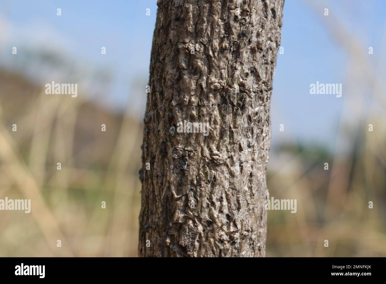 Rod upright hi-res stock photography and images - Alamy