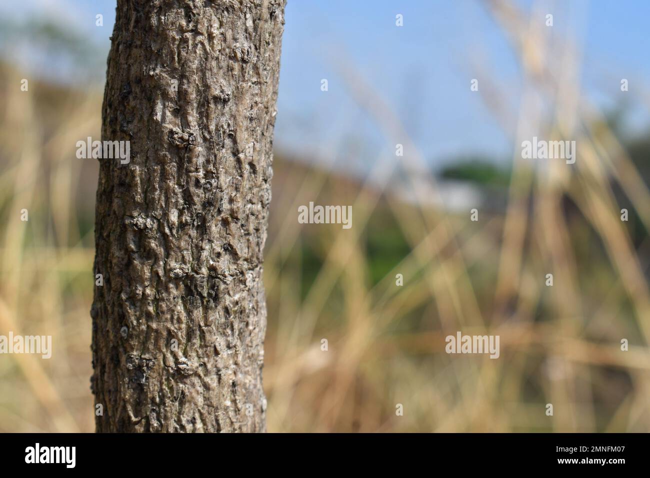 Upright tree trunks in the field during the day Stock Photo - Alamy