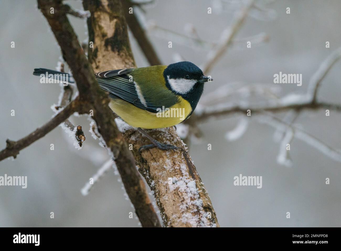 Great Tit, great titmouse, Parus major in winter Stock Photo - Alamy