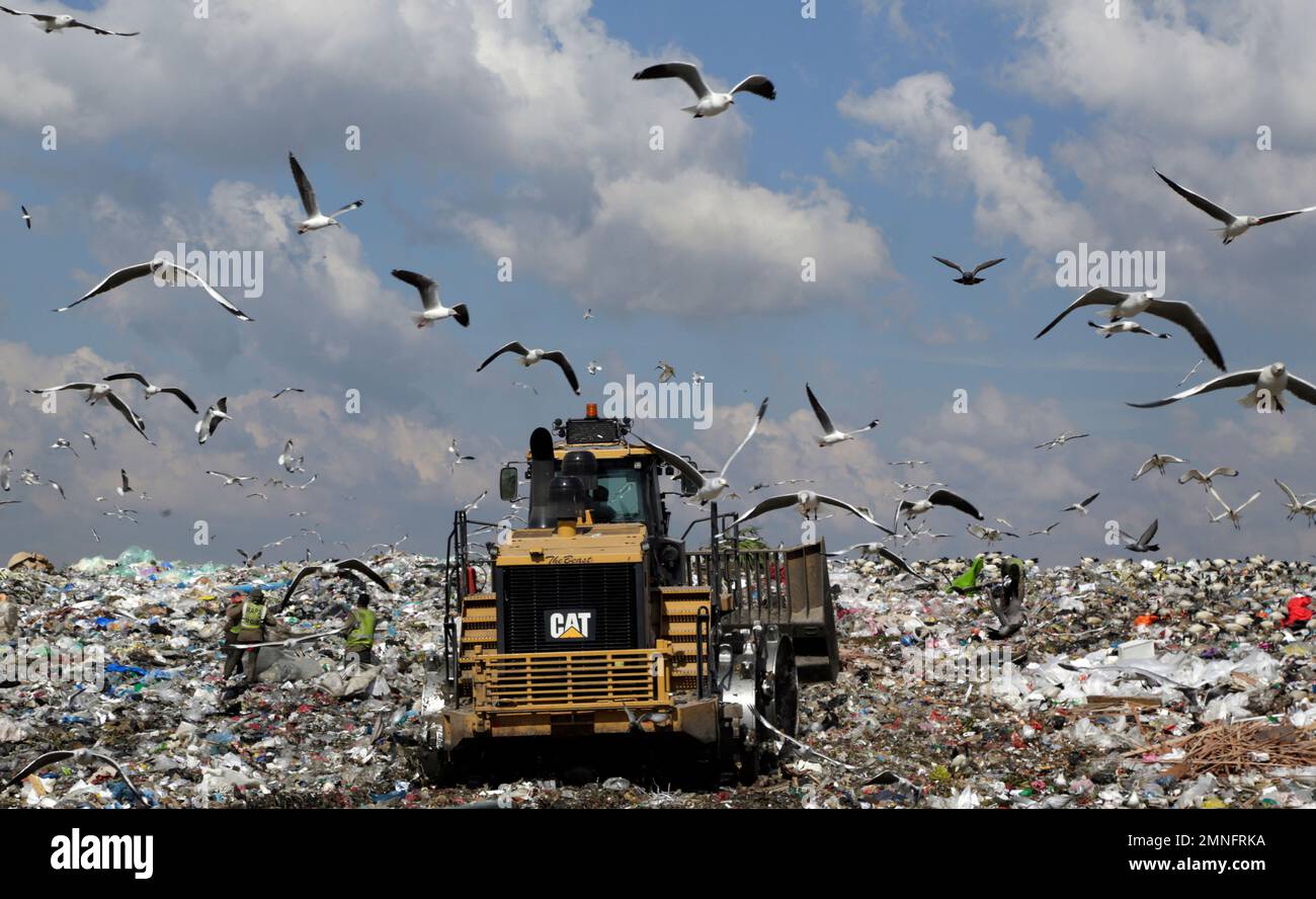 An excavator dumps garbage as Greater Adjutant Storks and other birds ...