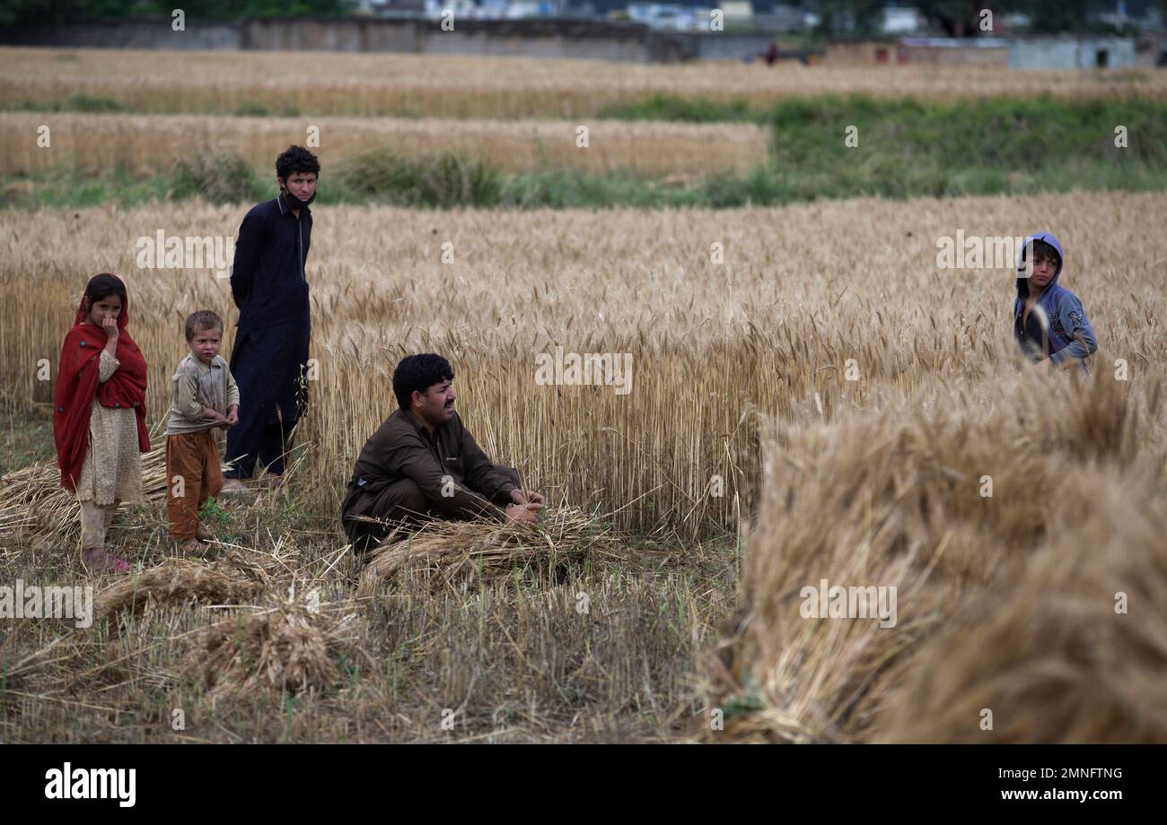 Family members of a Pakistani farmer harvest wheat crops in the suburbs ...