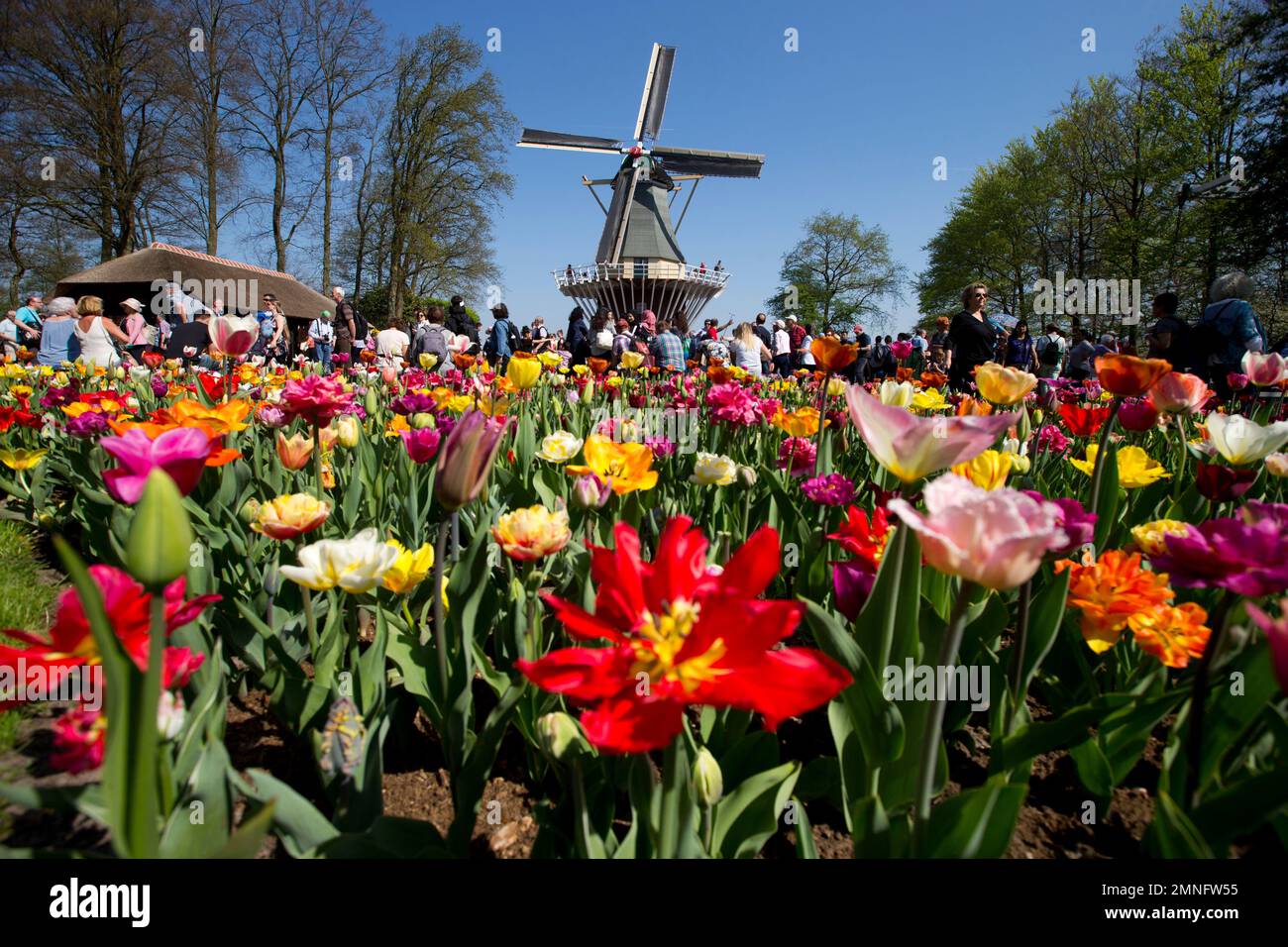 Tourists visit the Keukenhof spring garden in Lisse, west central ...
