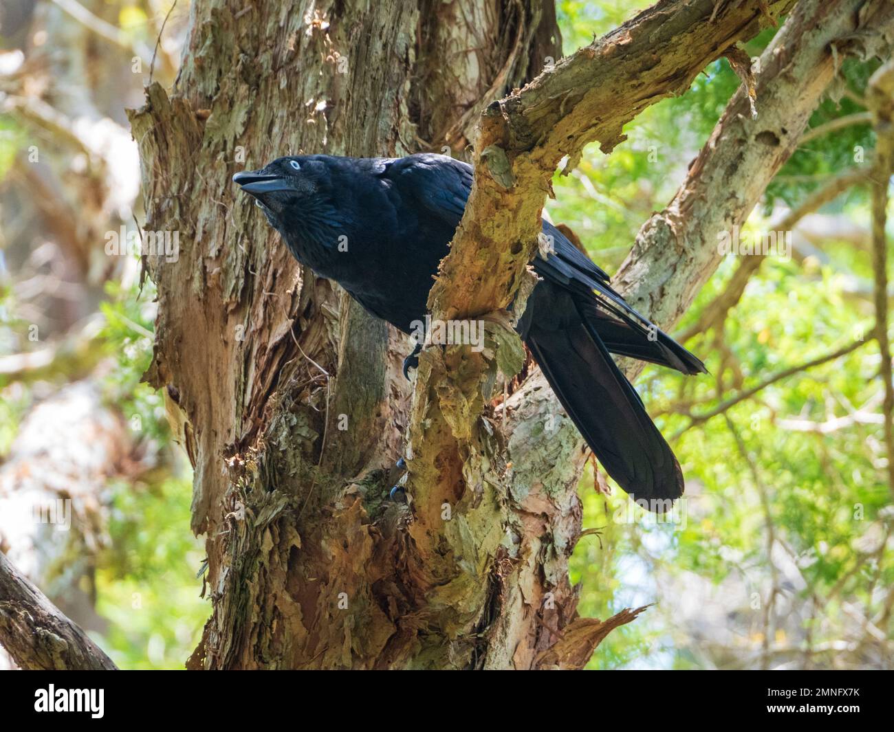 Torresian crow corvus orru hi-res stock photography and images - Alamy