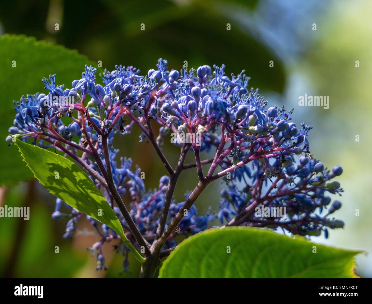 Blue purple flowers of the Dichroa febrifuga or Evergreen Hydrangea ...
