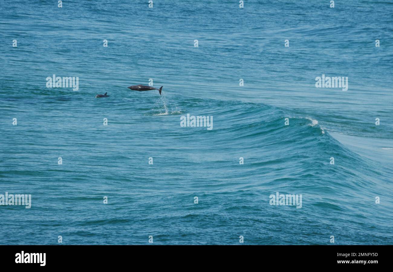 A Bottlenose Dolphin sideways or horizontal in mid air after leaping ...
