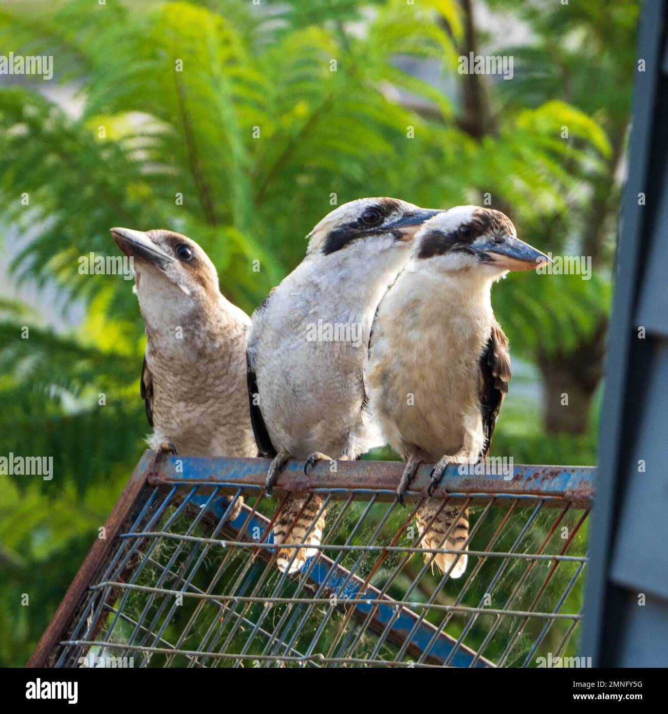 Three Iconic Kookaburras, Australian native birds, looking for mischief ...