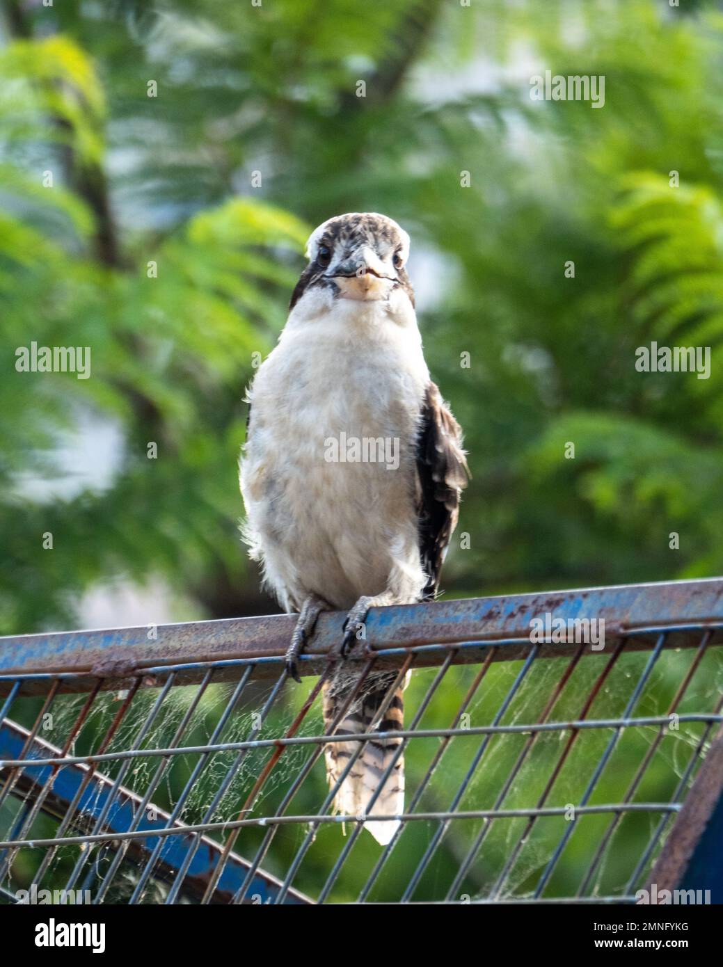 One Laughing Kookaburra, smiling, Australian native Bird Stock Photo ...