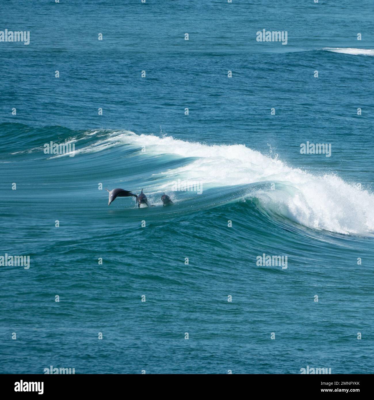 Three Bottlenose Dolphins playing, leaping through the back of a wave ...