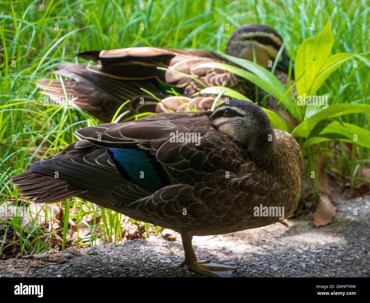 Two ducks standing, resting, brown Pacific Black ducks Stock Photo - Alamy