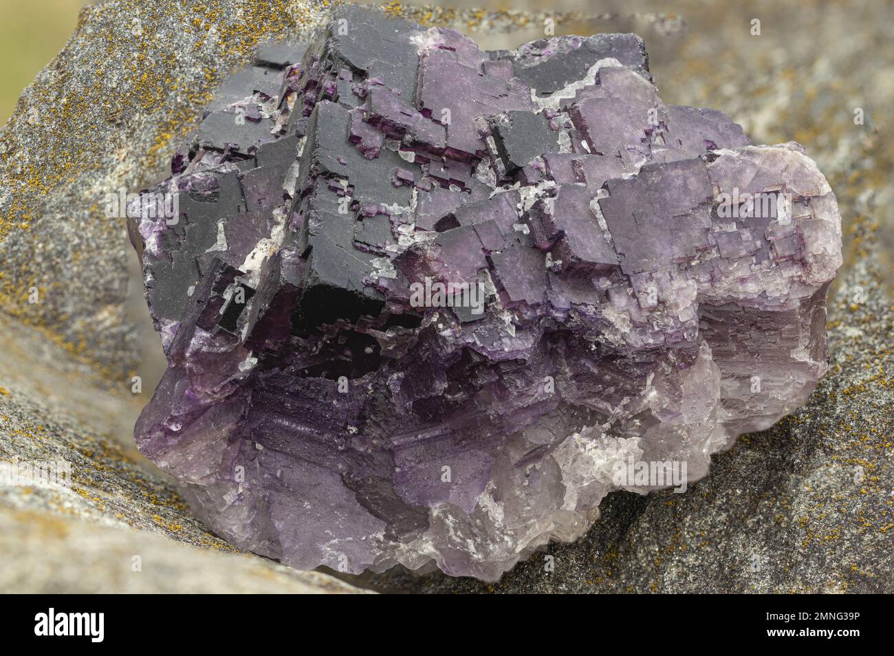 Violet fluorite, macro detail, texture background. semi-precious ...