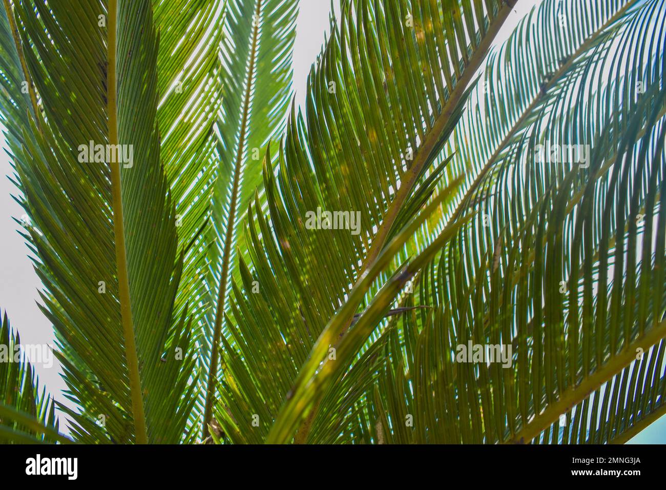 Leaf palm tree hi-res stock photography and images - Alamy