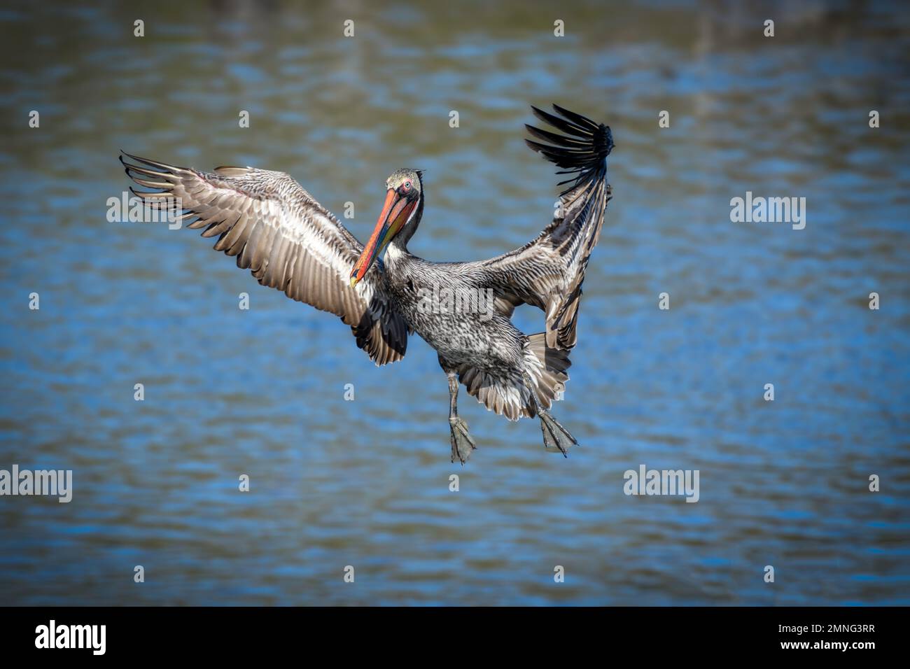Brown Pelican (Breeding California bird)(Pelecanus occidentalis} in ...