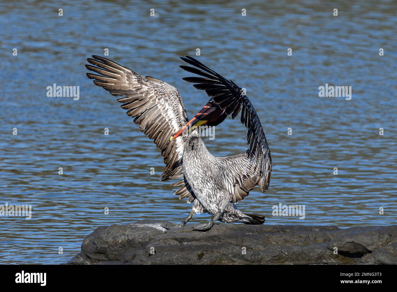 Brown Pelican (Breeding California bird)(Pelecanus occidentalis} in ...