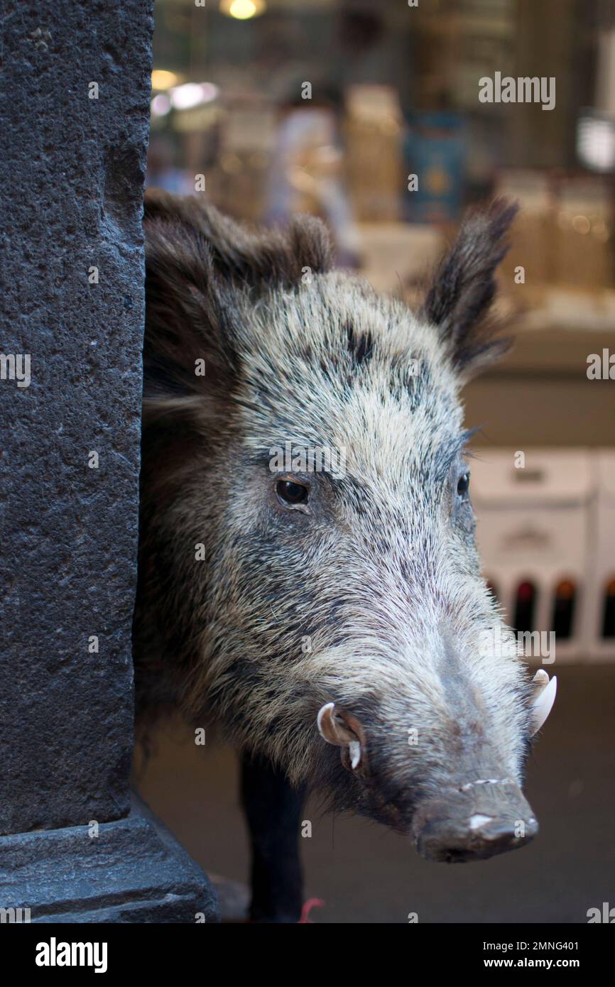 Stuffed boar on a city street. Orvieto, Italy Stock Photo - Alamy