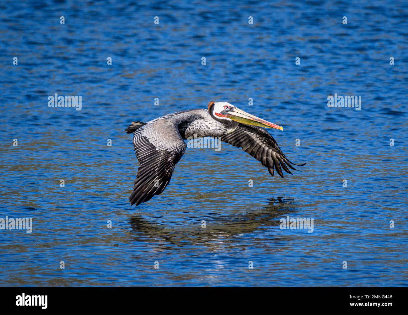 Brown Pelican (Breeding California bird)(Pelecanus occidentalis} in ...