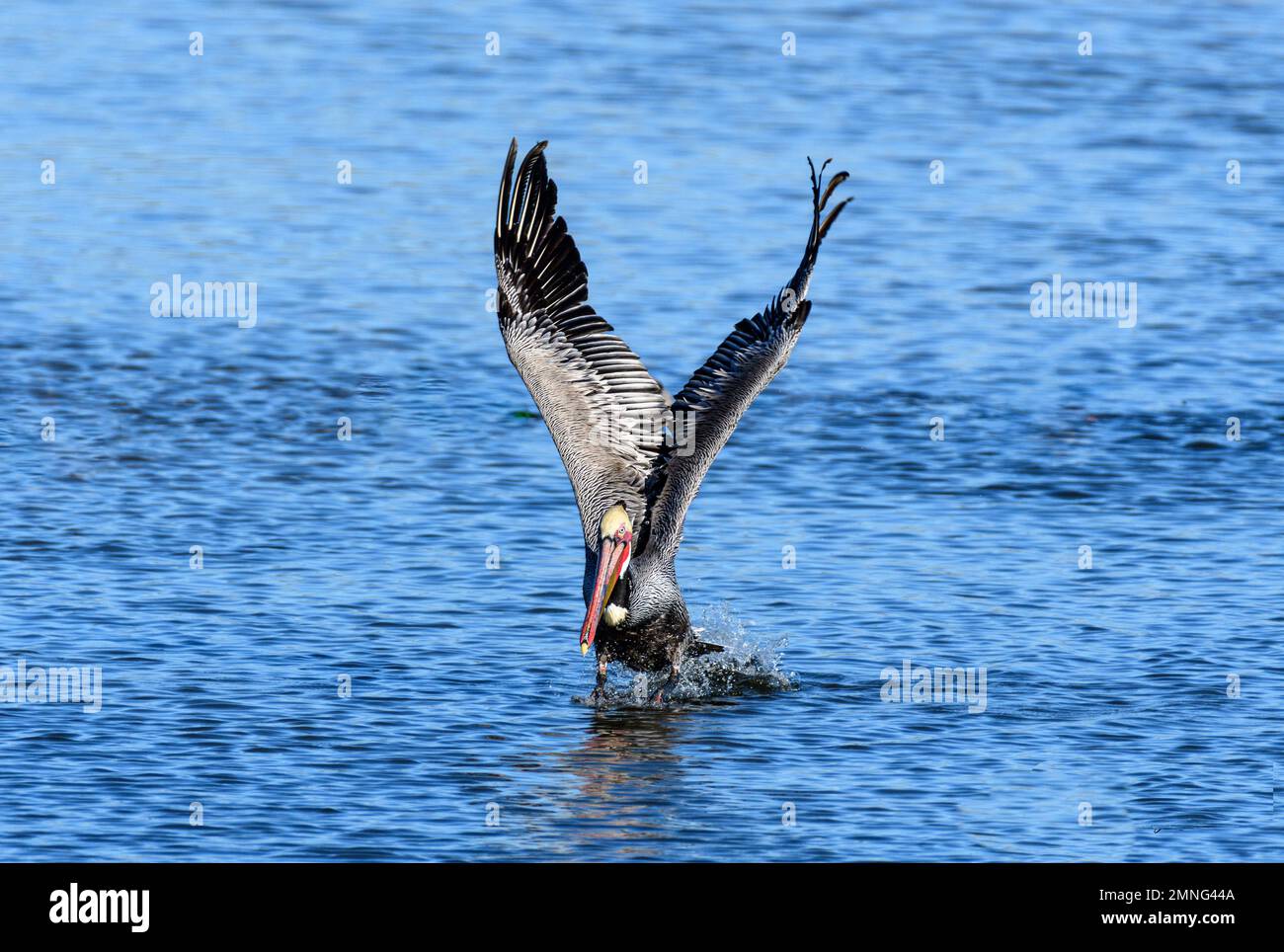 Brown Pelican (Breeding California bird)(Pelecanus occidentalis} in ...