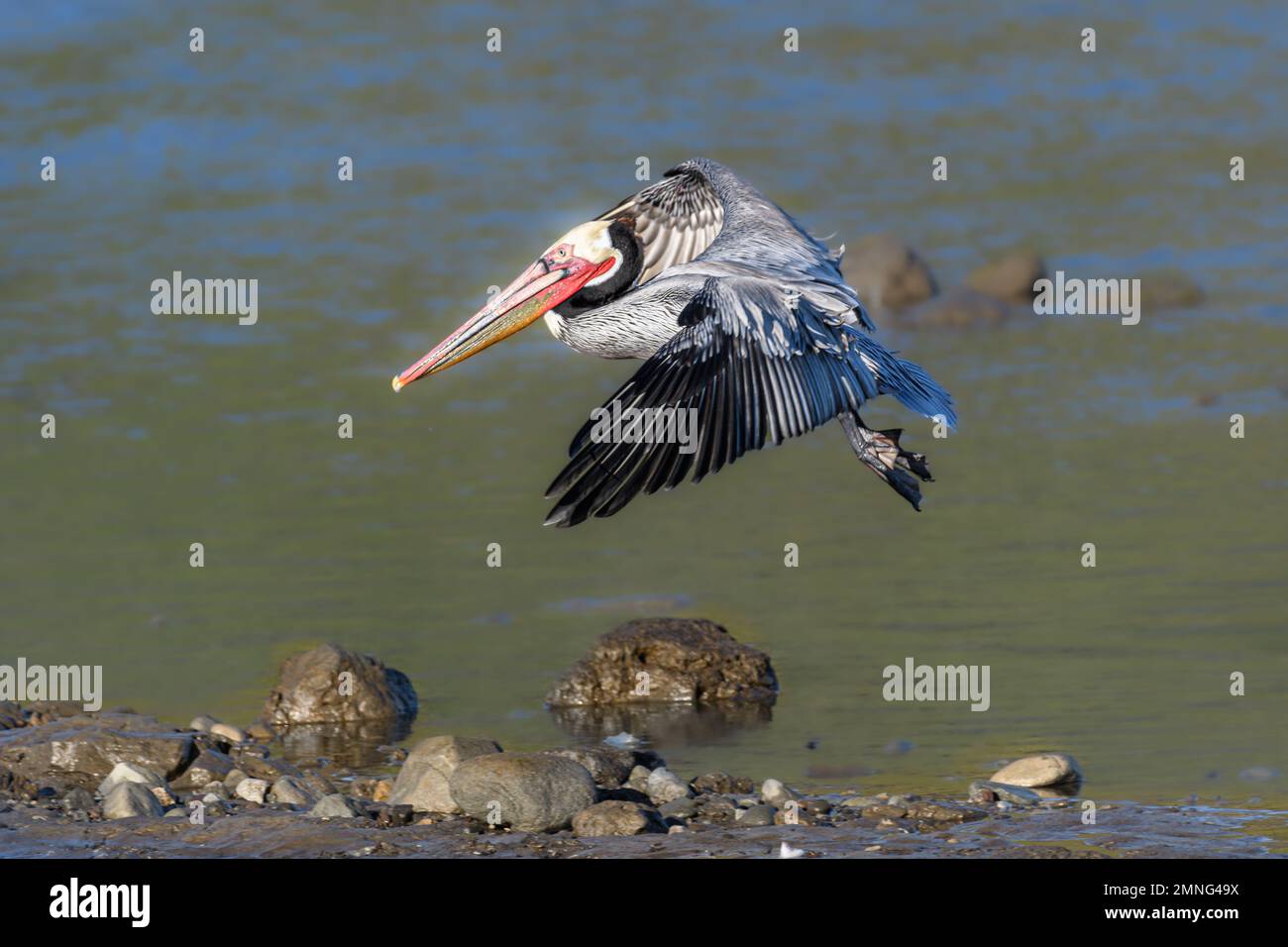 Brown Pelican (Breeding California bird)(Pelecanus occidentalis} in ...