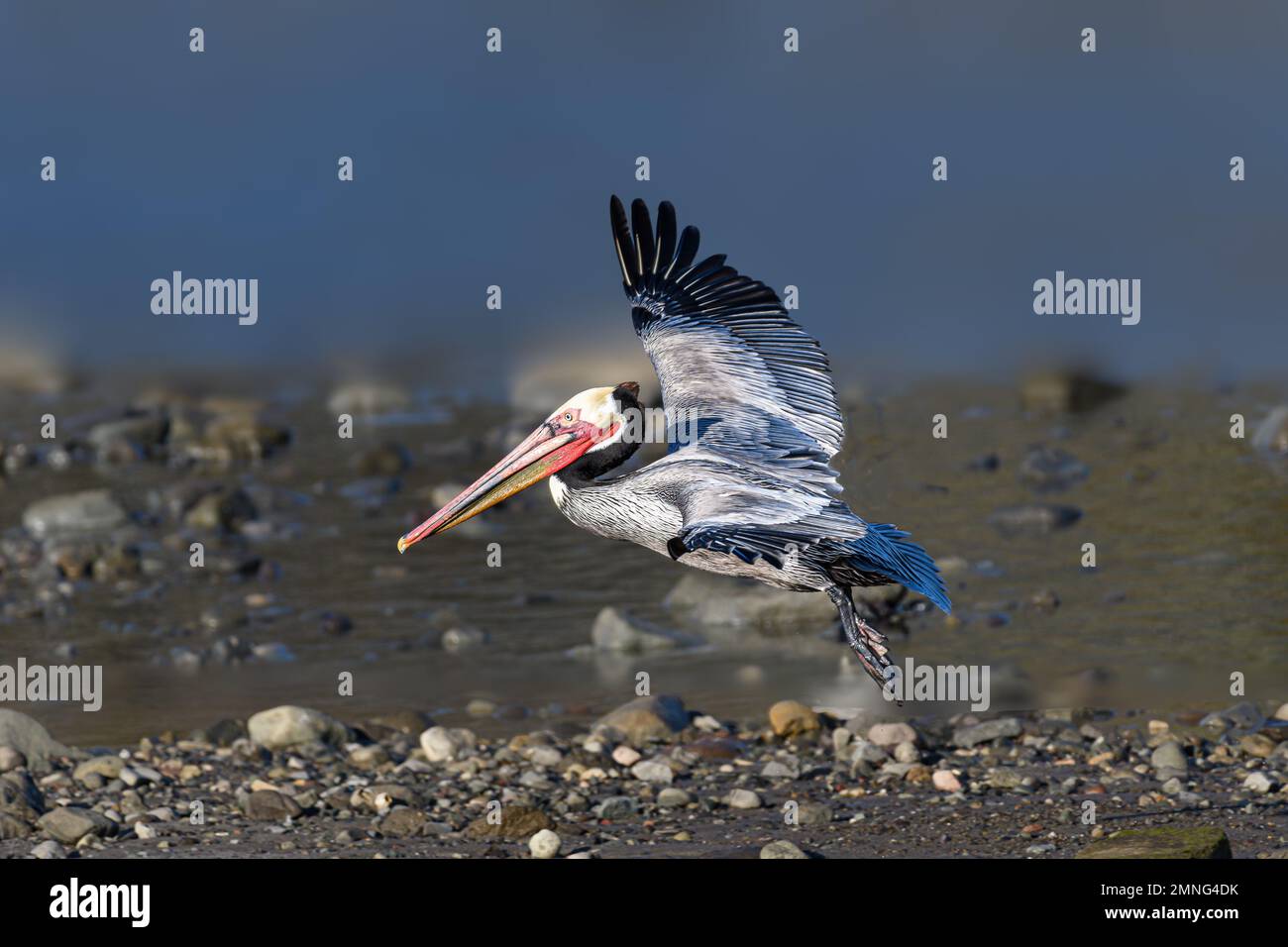 Brown Pelican (Breeding California bird)(Pelecanus occidentalis} in ...