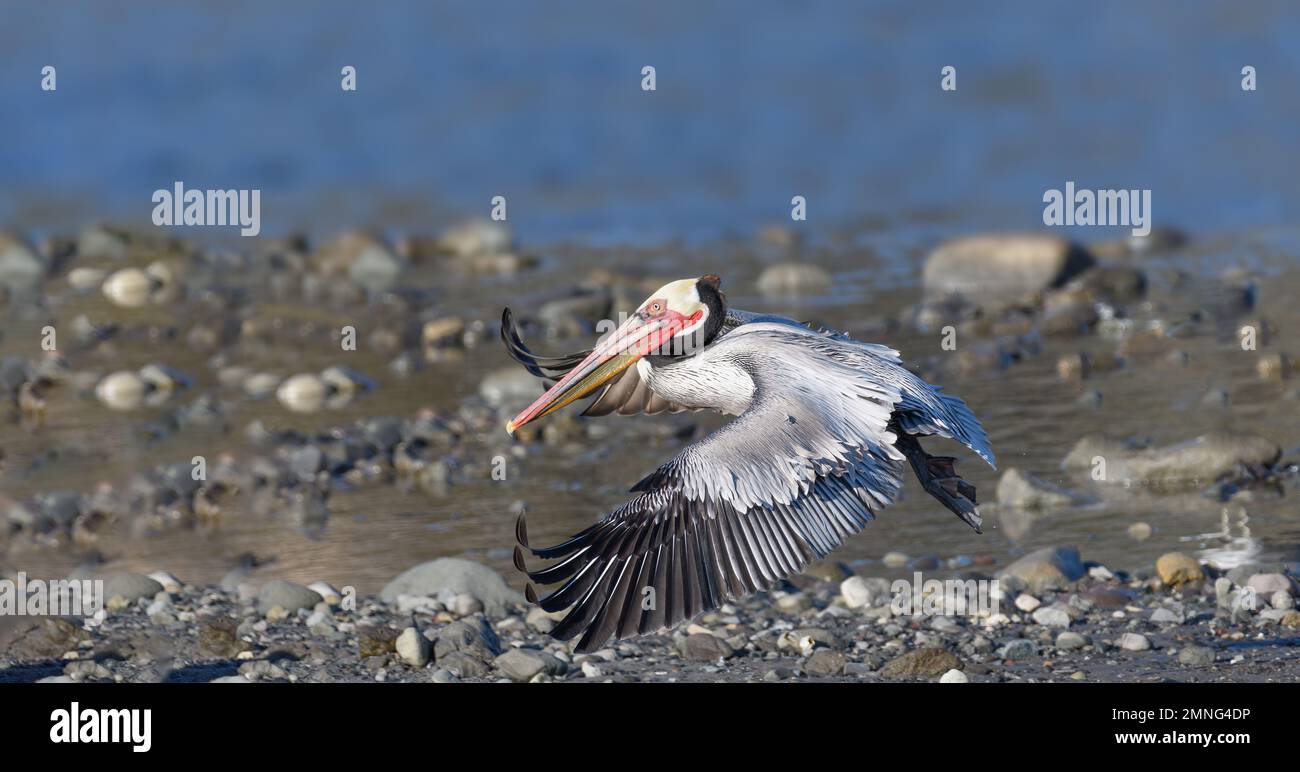 Brown Pelican (Breeding California bird)(Pelecanus occidentalis} in ...