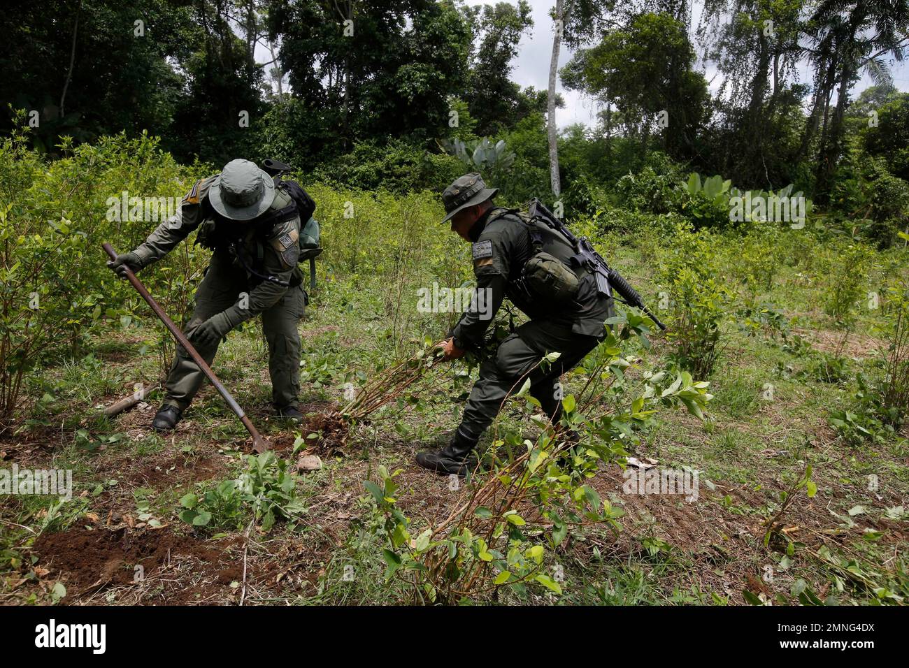 Counter narcotics police officers uproot coca shrubs in Tumaco ...
