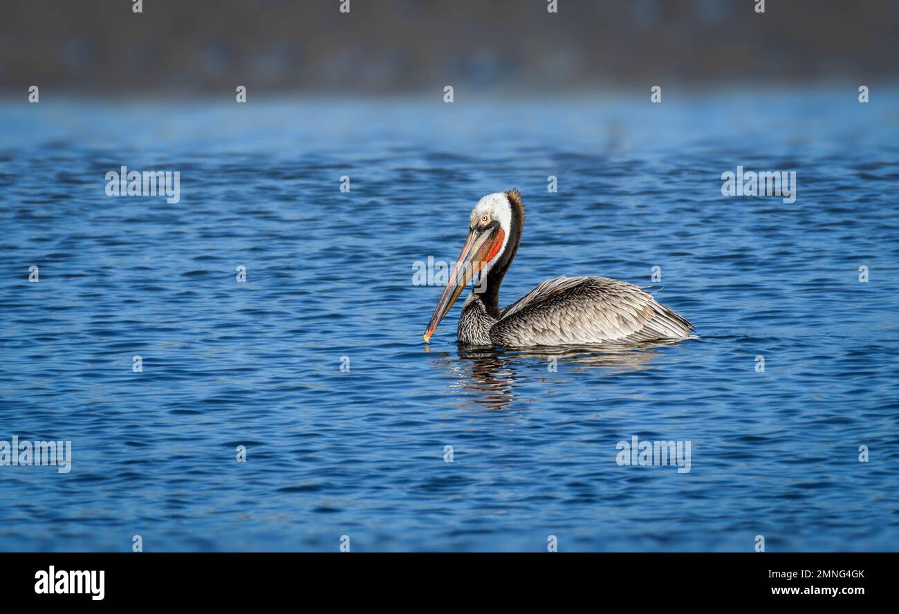 Brown Pelican (Breeding California bird)(Pelecanus occidentalis} in ...