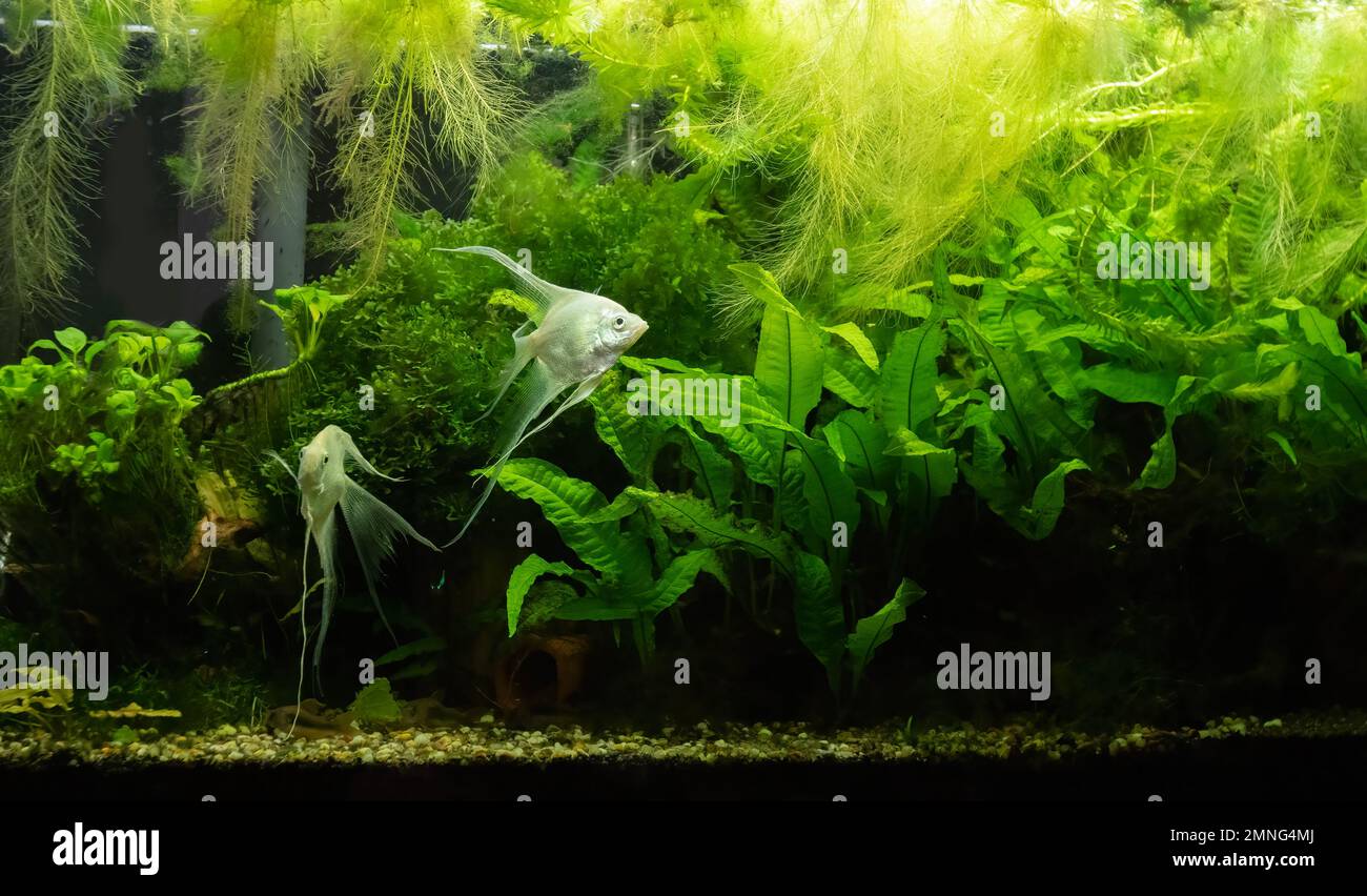 Planted freshwater aquarium with platinum angelfish Stock Photo - Alamy