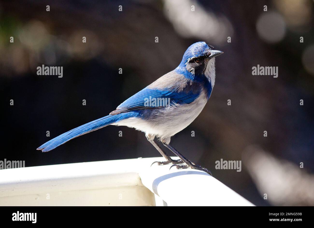 Jay neighbor hi-res stock photography and images - Alamy