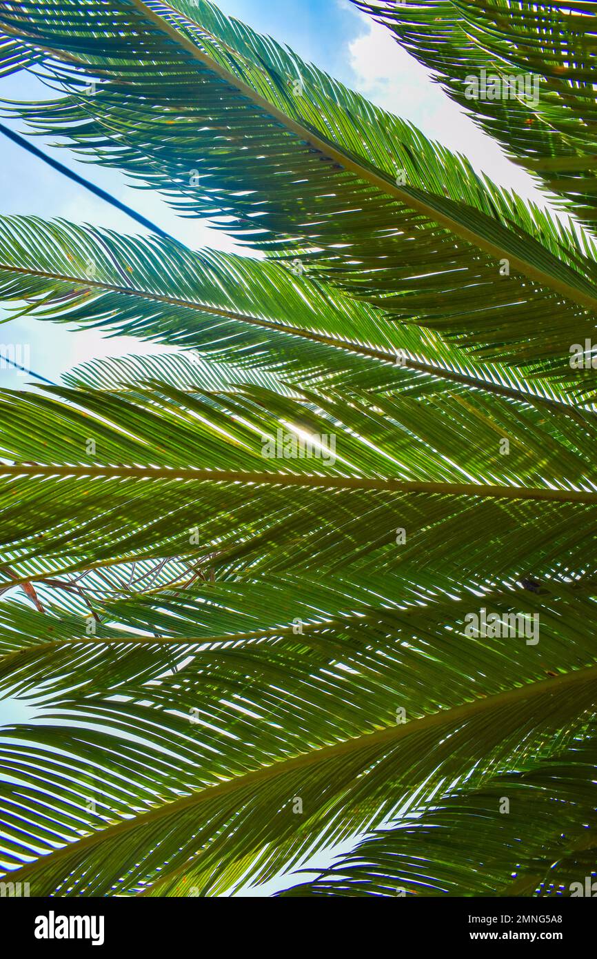 Palm leaf extreme close hi-res stock photography and images - Alamy
