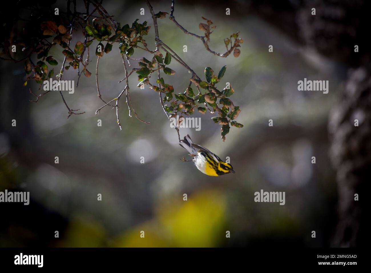 Townsend's warbler taking flight from an Oak tree, San Mateo CA Jan ...