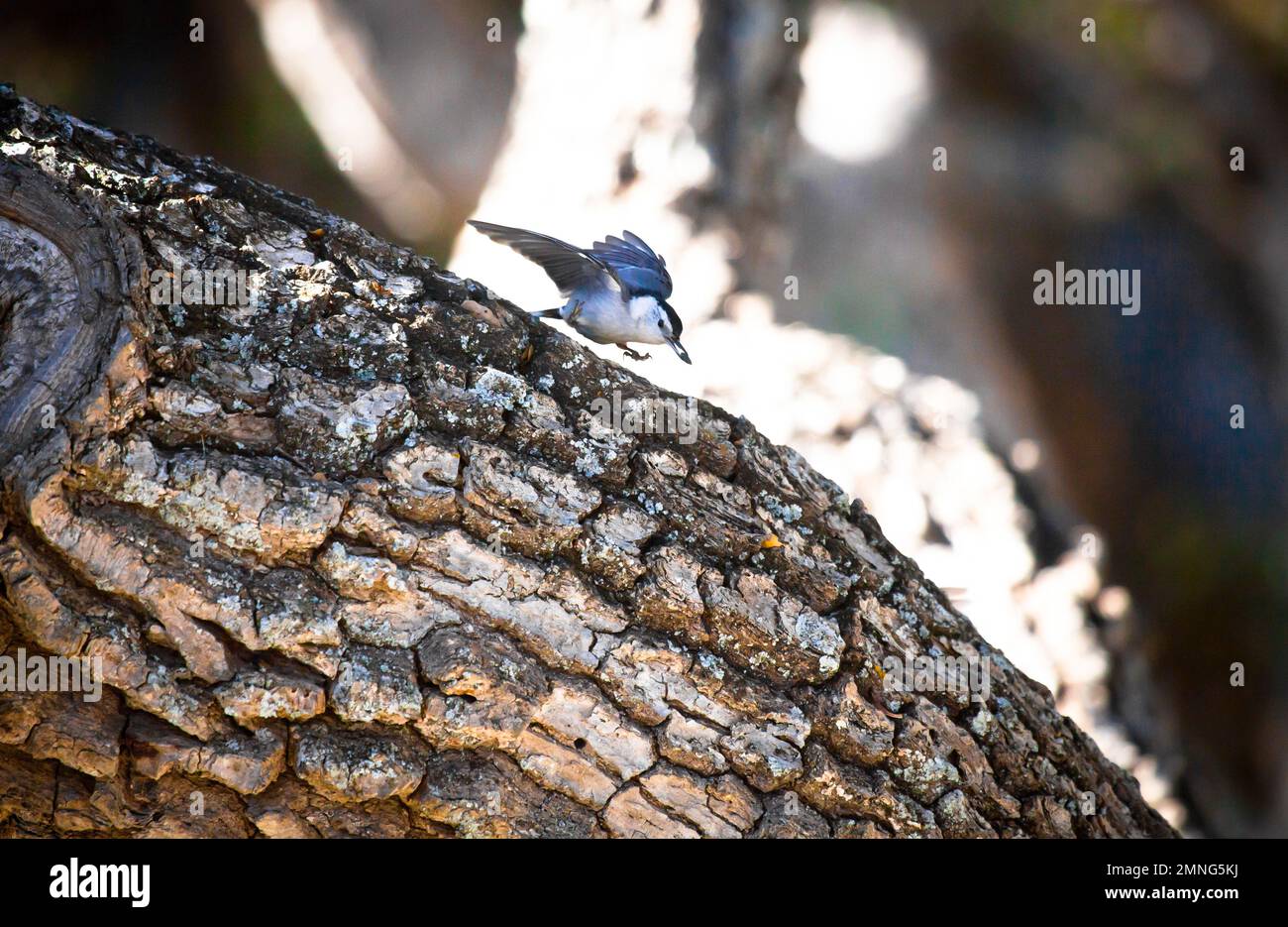 White-Breasted Nuthatch on Oak tree, San Mateo California, January 2023 ...