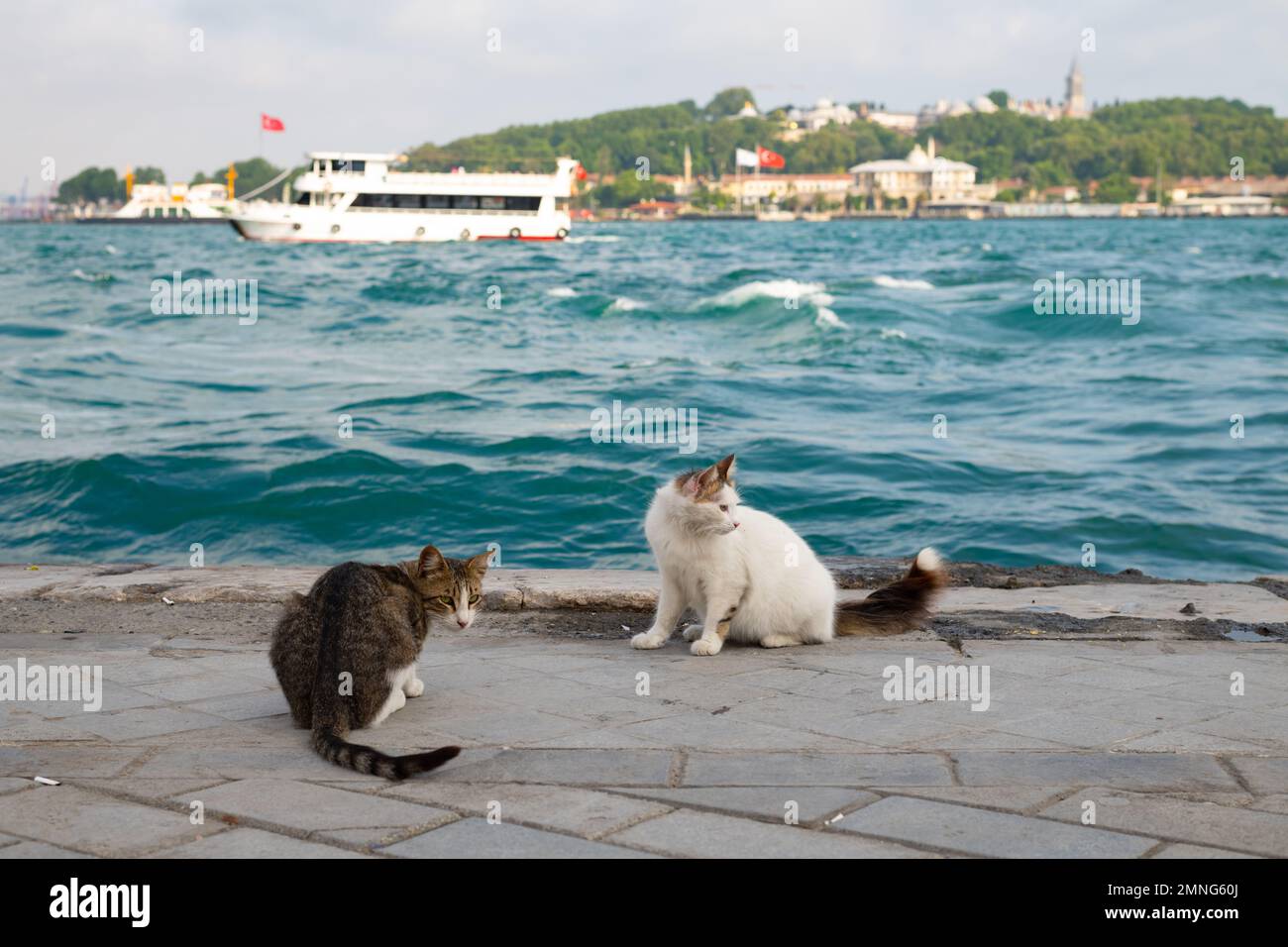 Karakoy waterfront cats, Istanbul, Turkey Stock Photo - Alamy