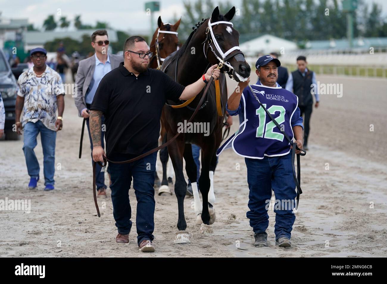 The horse O'Connor (12) is lead down the track before running in the ...