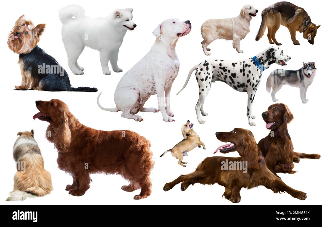 dog breed set Stock Photo - Alamy