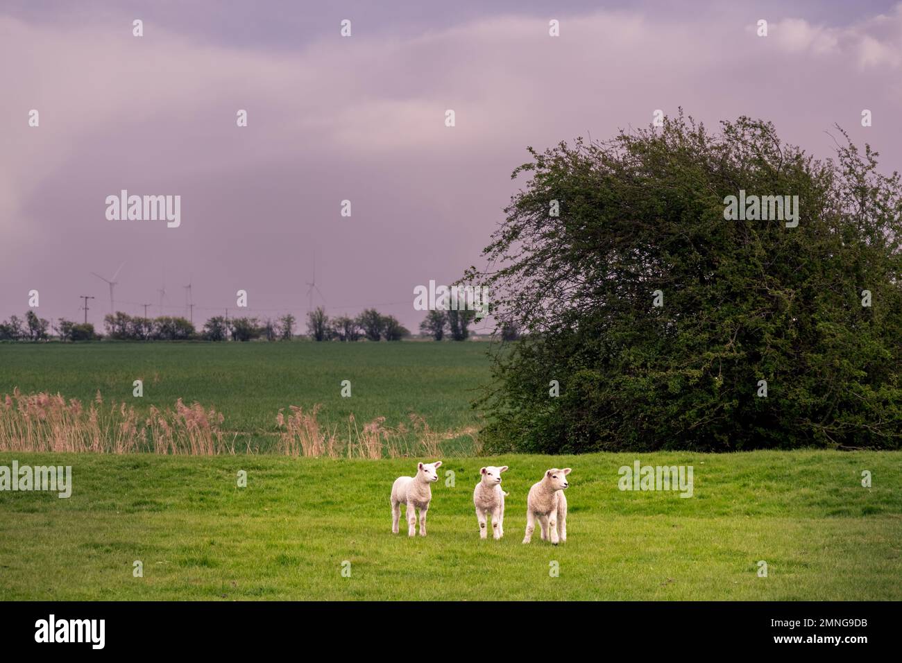 Field lambs hi-res stock photography and images - Alamy