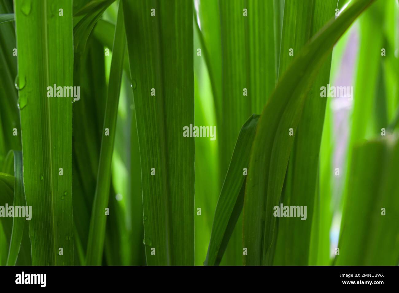 Cymbopogon citratus lemon grass hi-res stock photography and images - Alamy