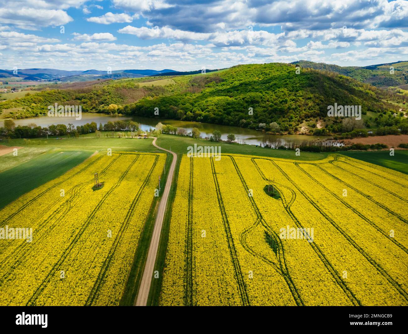 Aerial view of a yellow rapeseed field at the foot of a reservoir ...