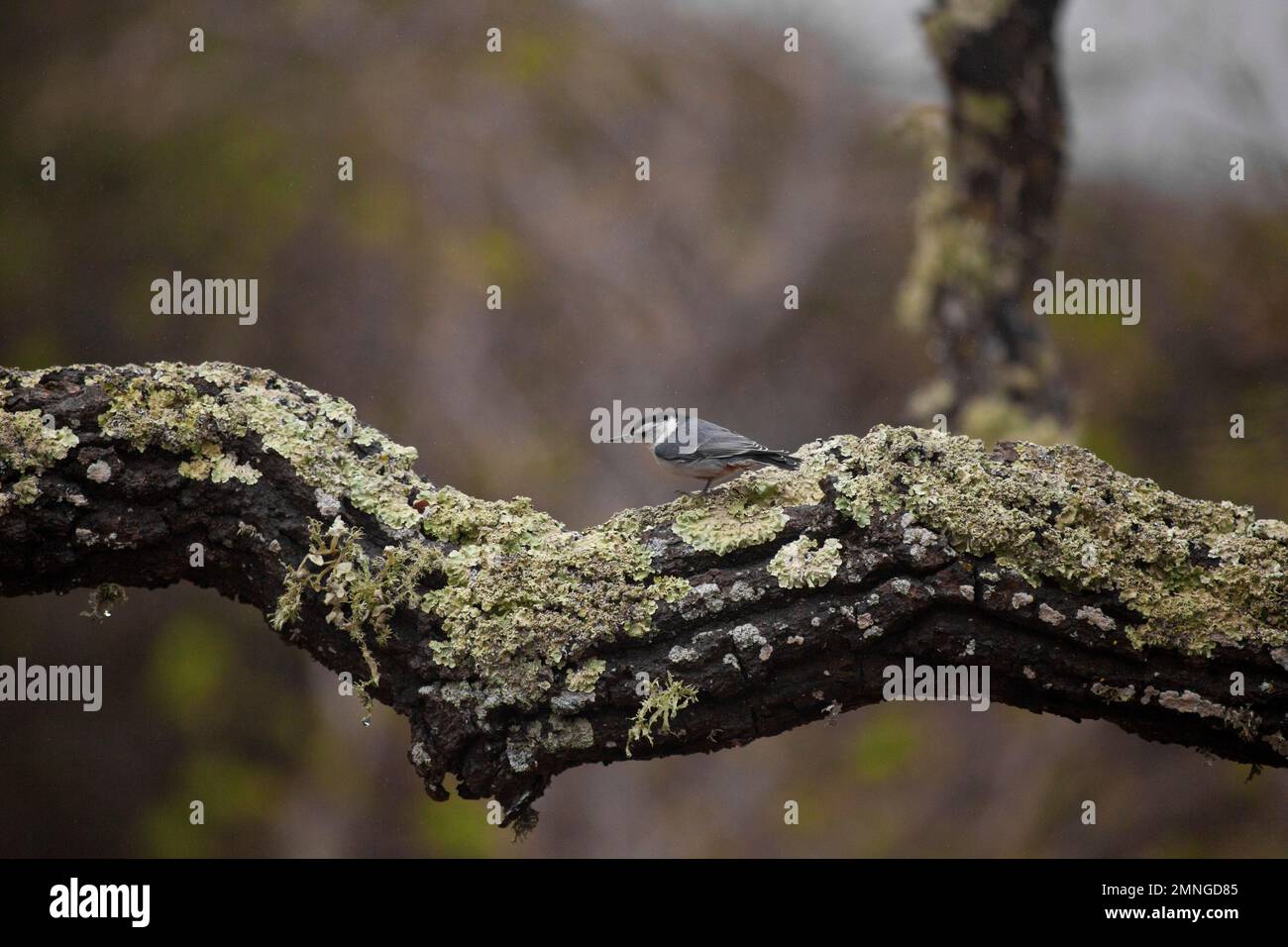 White-Breasted Nuthatch on Oak tree, San Mateo California, January 2023 ...