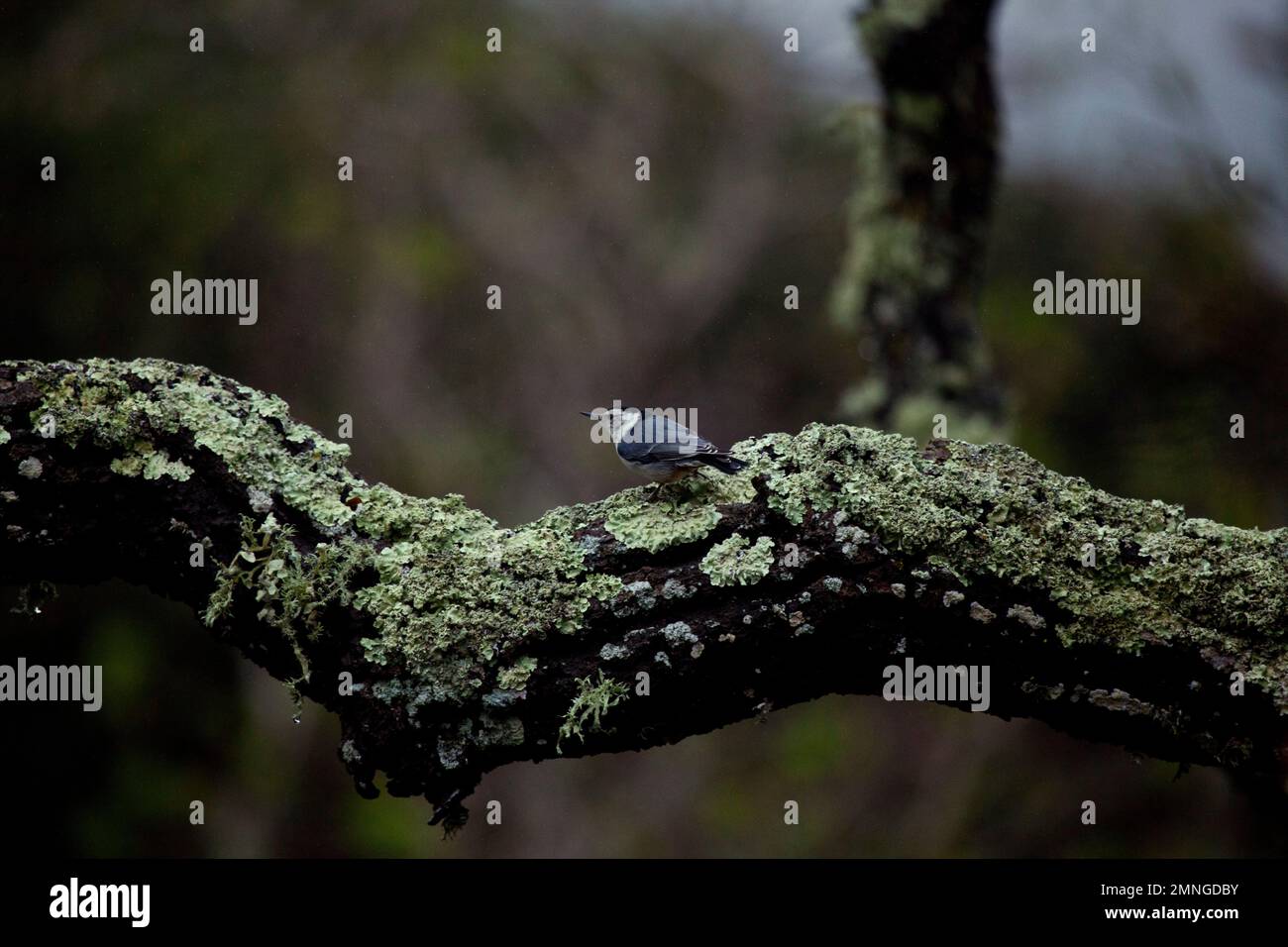 White-Breasted Nuthatch on Oak tree, San Mateo California, January 2023 ...