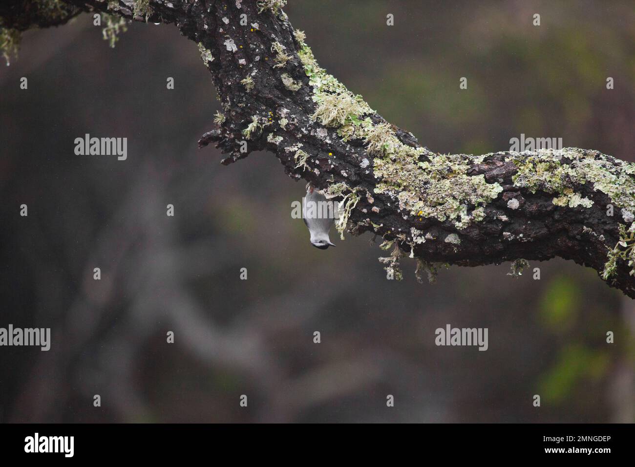White-Breasted Nuthatch on Oak tree, San Mateo California, January 2023 ...