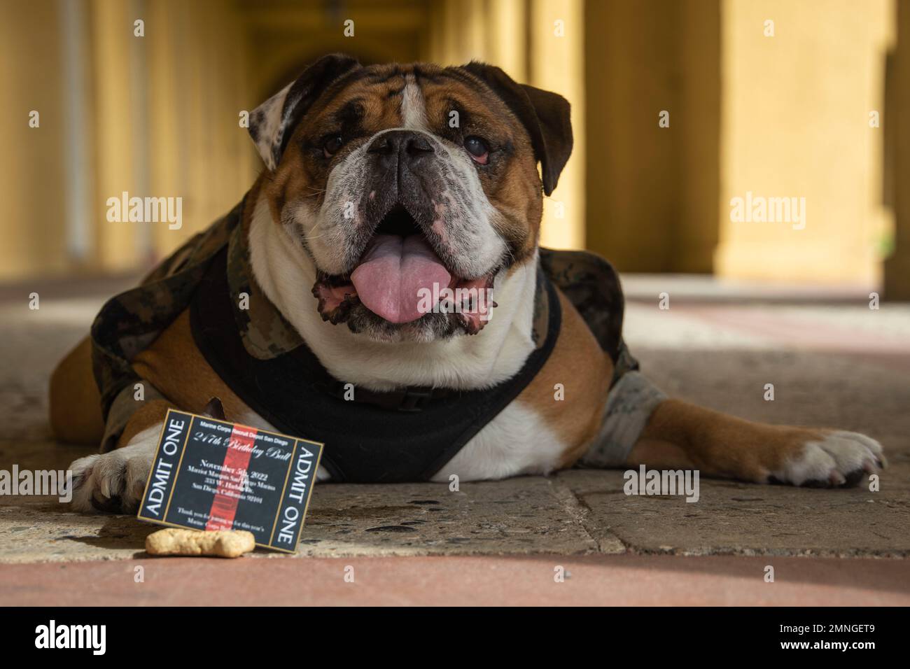 U.S. Marine Corps Cpl. Manny, the mascot of Marine Corps Recruit Depot ...