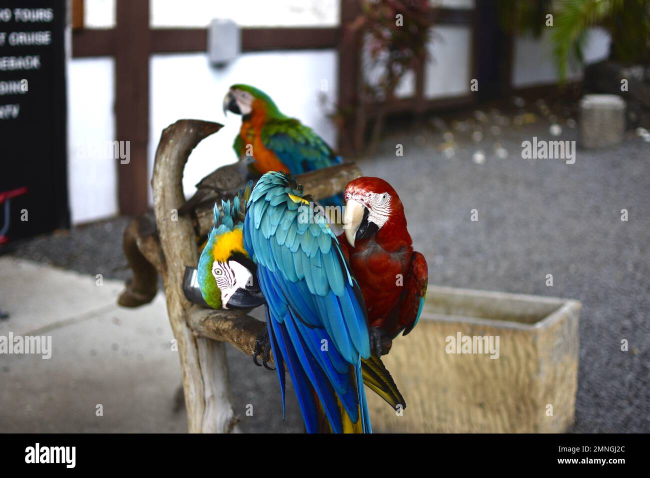 Parrots of Hawai'i Stock Photo - Alamy