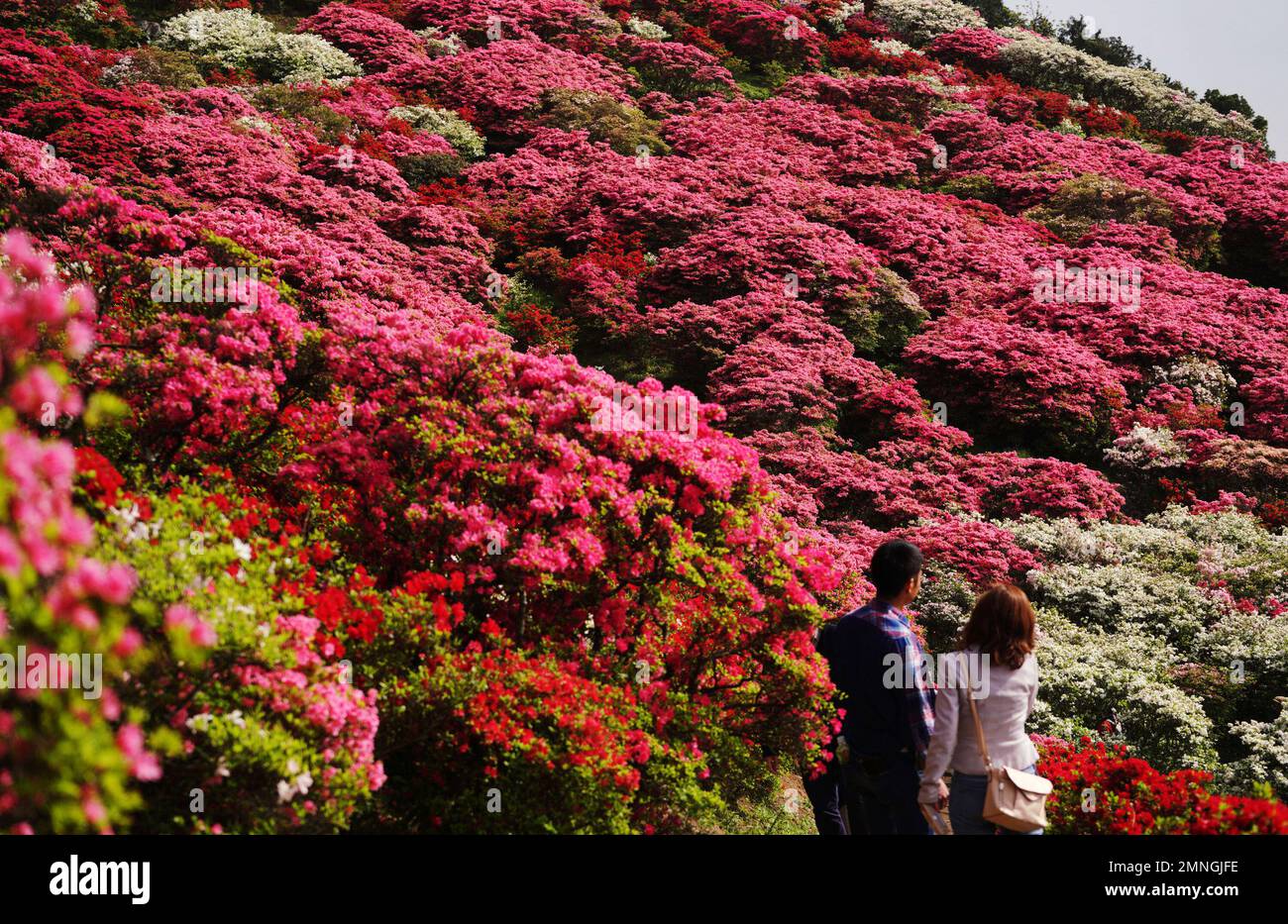 Visitors watch azaleas in full bloom at Nagushiyama Park in Sasebo ...