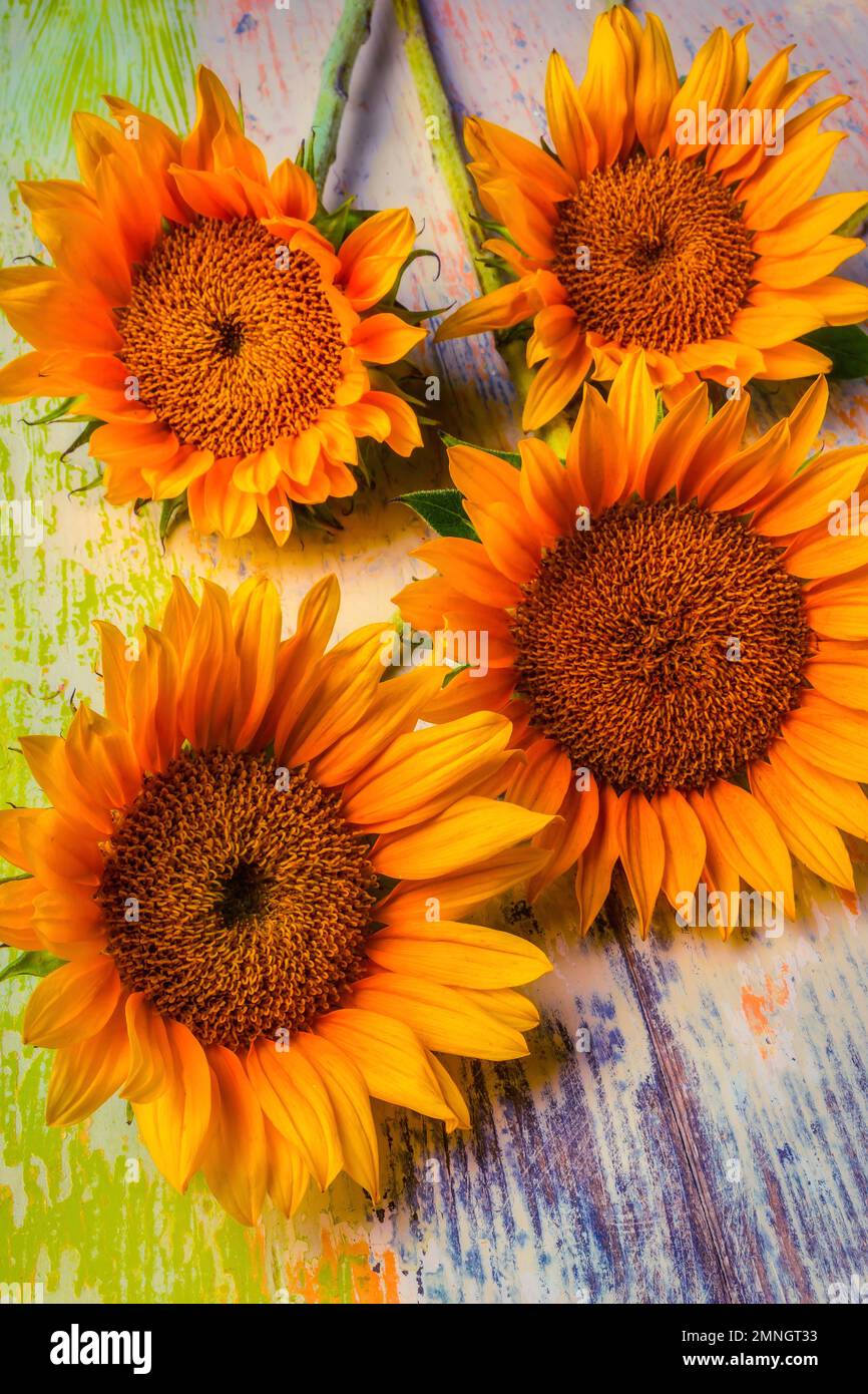 Four sunflowers hi-res stock photography and images - Alamy