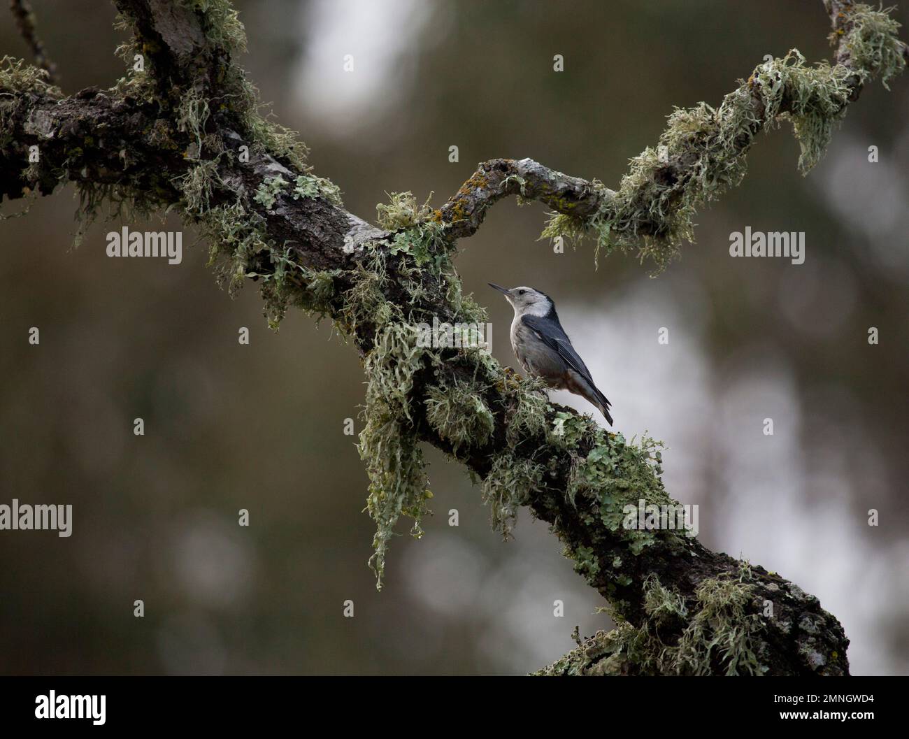 White-Breasted Nuthatch on Oak tree, San Mateo California, January 2023 ...