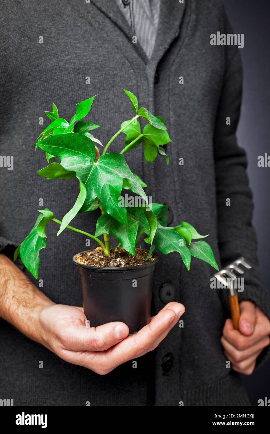 Hand held seedling hi-res stock photography and images - Alamy