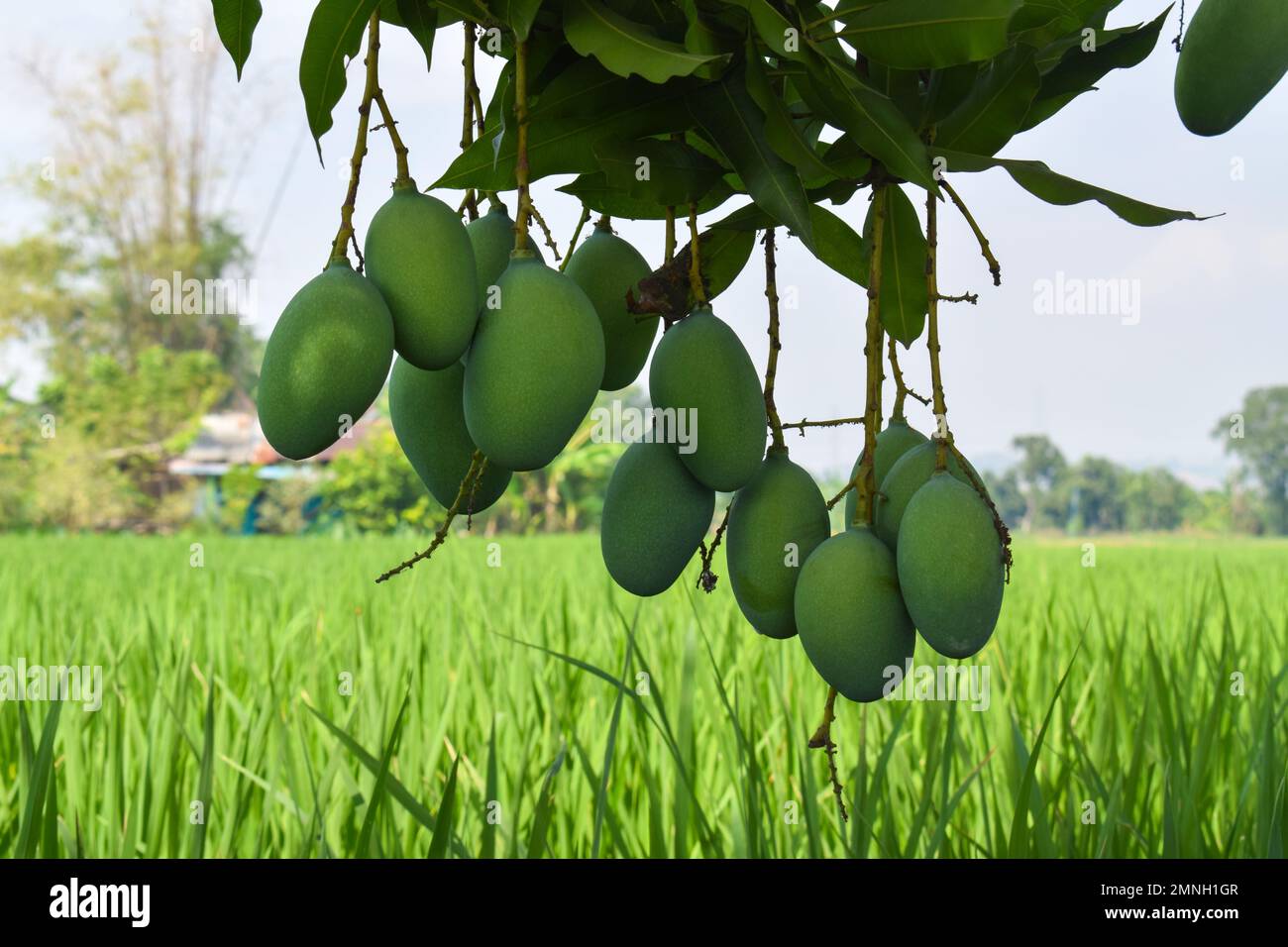 A bunch of mangoes on a background ricefield. young mango Stock Photo ...